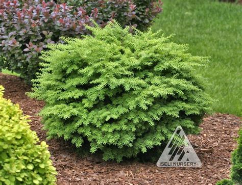 Tsuga Diversifolia ‘loowit Hickory Hollow Nursery And Garden Center