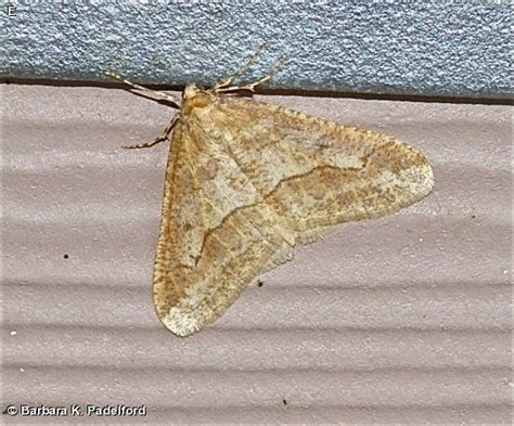 Linden Looper Fontenelle Forest Nature Search Fontenelle Forest