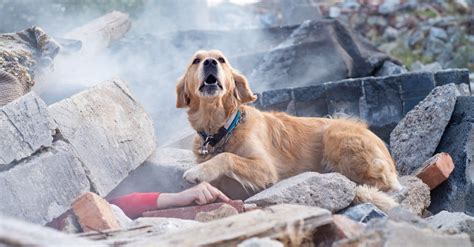 The 10 Best Search And Rescue Dog Breeds - A-Z Animals