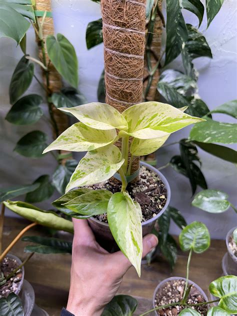 High Variegation Neon Pothos R Pothos