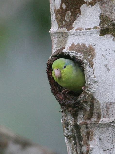 Pacific Parrotlet Facts Pet Care Temperament Pictures Singing
