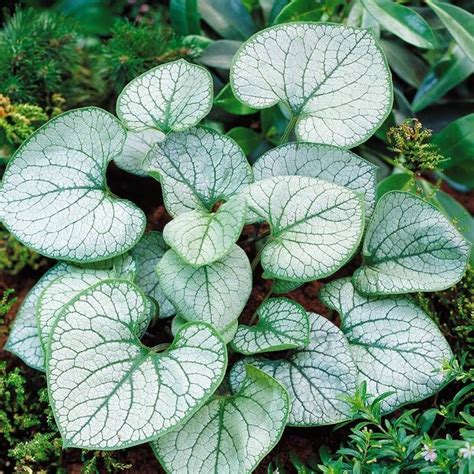 Buy Brunnera Macrophylla Jack Frost 9 Cm P Affordable Gardens4you Ie