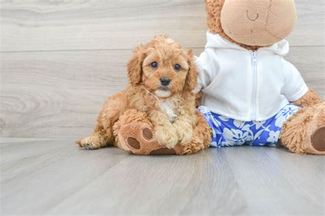 Friendly Cavapoo Daisy 4lb 8oz Doodle Puppy