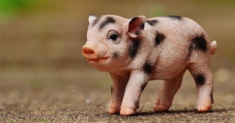 Genetically Mutated Animals