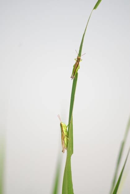 200 Grasshoper Pictures