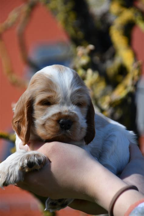 English Cocker Cocker Colours Cocker Info