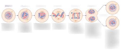 Mitosis Diagram Quizlet