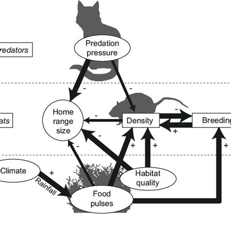 Schematic Representations Of Mesopredator Release Effect And Download Scientific Diagram