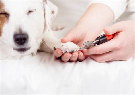 My Dog S Toenail Is Bleeding At Amy Curley Blog