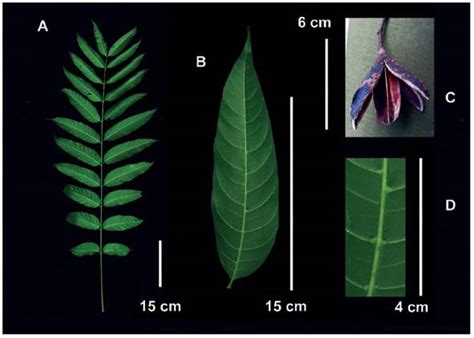 Cedrela Domatifolia Meliaceae Un Nuevo Registro De Cedro Para El Perú