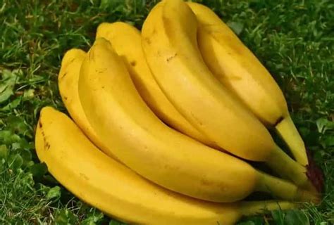 Whats So Special About Robusta Bananas 5 Things To Know About This
