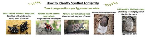 Spotted Lanternfly Continues To Menace Virginia As Quarantine Area