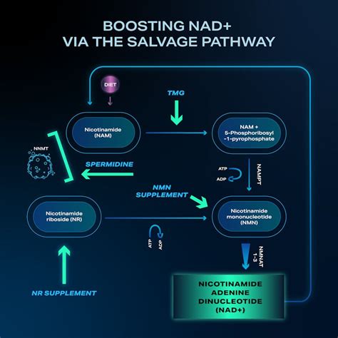 Innerbody Labs Nad Support Nr And Nmn Combined [2025]