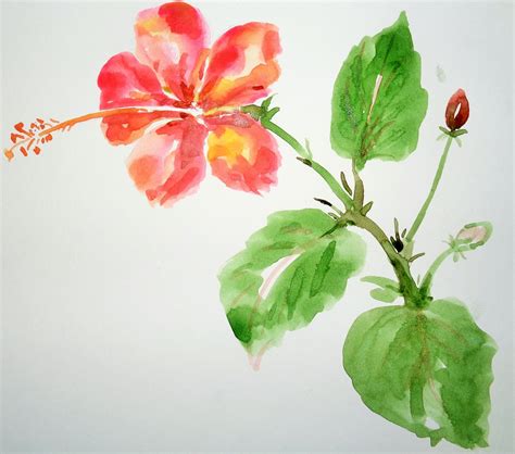 Hibiscus Pencil Drawing At Getdrawings Free Download