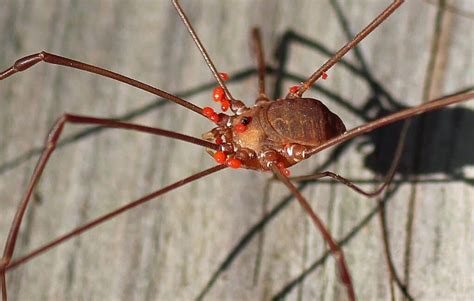 Delicate Wanderers Discovering The World Of Harvestmen Opiliones