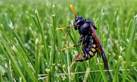 Wasp On Grass 1 By Maadhatter