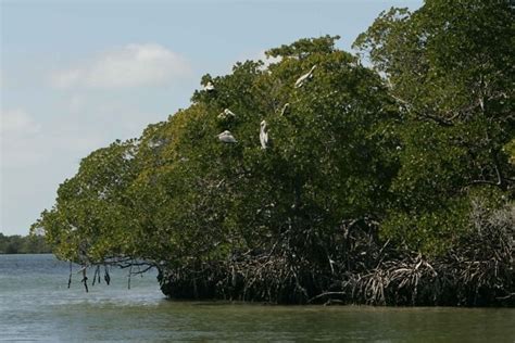 Free Picture Up Close American White Pelican Flying Pelecanus Erythrorhynchos