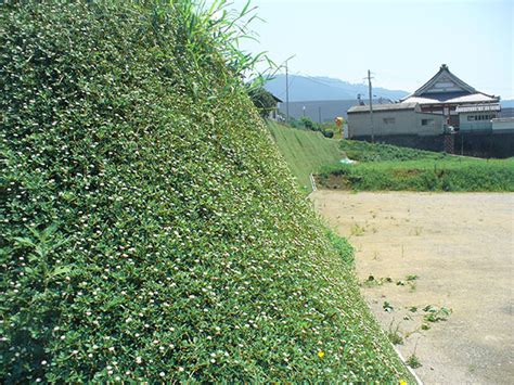 Why Kurapia Is The Best Drought Tolerant Groundcover