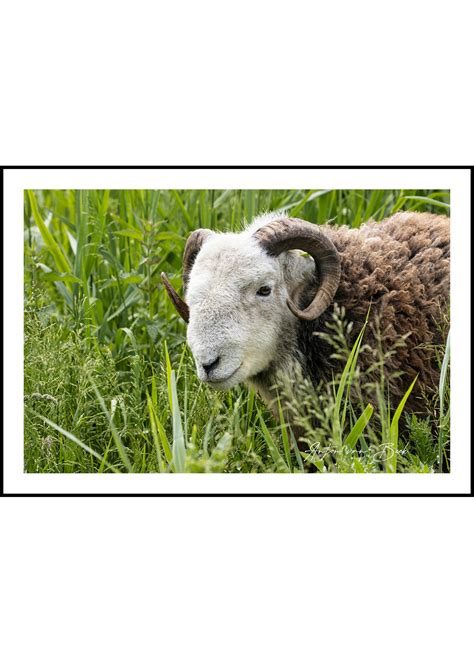 Dunnebier Home Poster Schaap Anton Van Beek Collectie Dunnebier Home