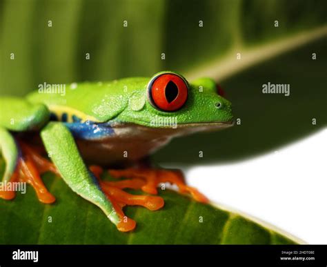 Tree Frog Red Eye Tree Frog Tree Frogs Red Eye Tree Frogs Stock