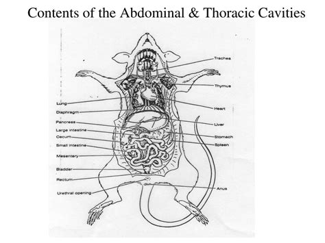 Ppt Dissection Of The Rat Powerpoint Presentation Free Download Id