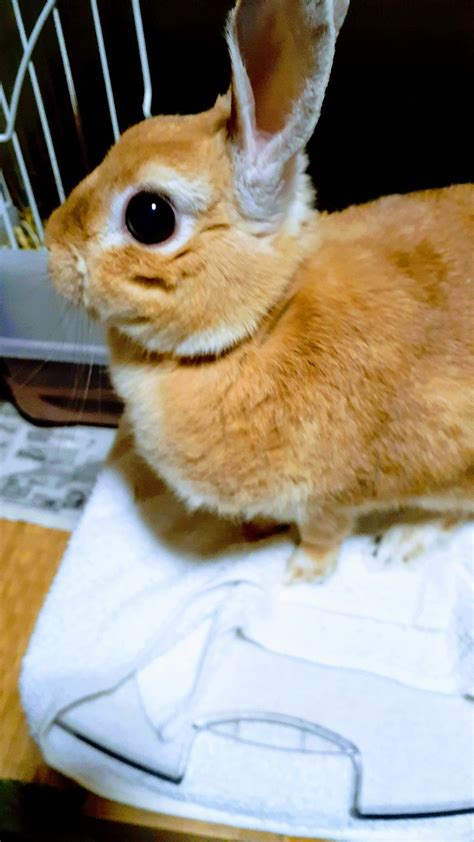 Mini Coelho Surpreso Foto Gratuita No Pixabay Pixabay