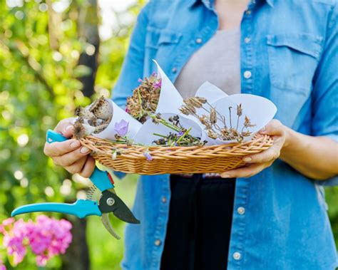 Collecting Seeds How To Collect And Store Plant Seeds Homes And Gardens
