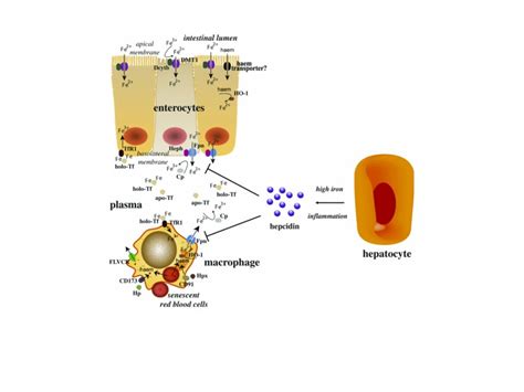 The Role Of Hepcidin In Regulating The Iron Efflux From Enterocytes