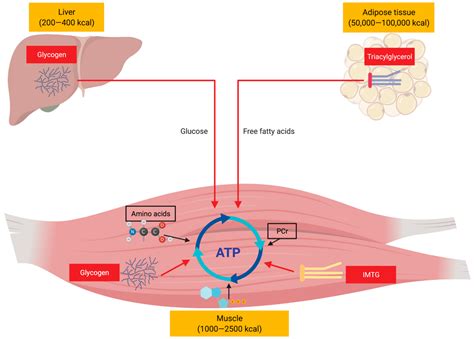 Atp Pcr Metabolic System Can Best Described As