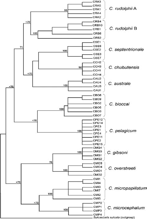 Maximum Parsimony Mp Bootstrap Consensus Tree Performed By Paup
