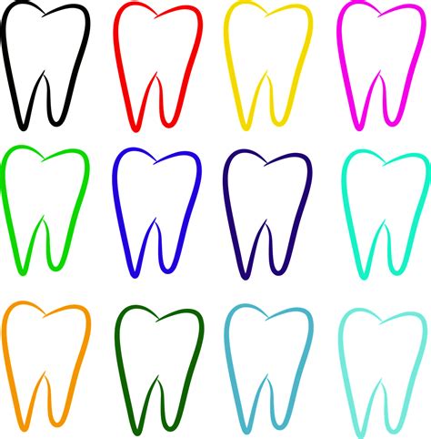 Human Tooth Chart Stock Vector Illustration Of Teeth