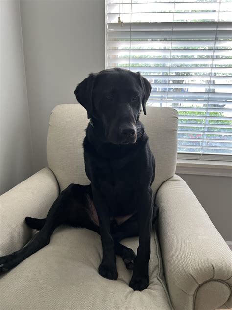 Lazy Lab Sit R Blacklabs