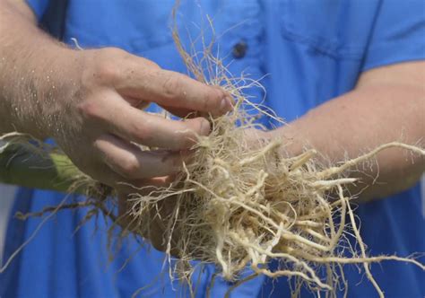 Traitanswers How To Perform A Root Dig Crop Science Us