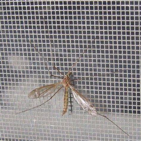 China Anti Insect Netting Manufactures Suppliers Factory Cheap Anti Insect Netting In Stock