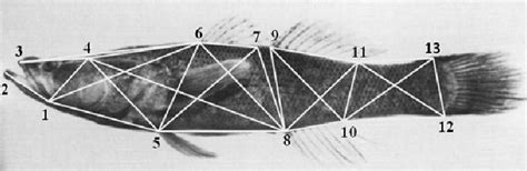 The Selected Point Positions For Measurement Of Morphological