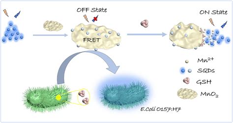 A Sensitive And Quick Fluorescent Sensor For The “turn‐on” Detection And Imaging Of Glutathione