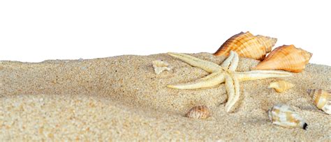 Beach Sand Border With Shell Isolated 28597708 Png
