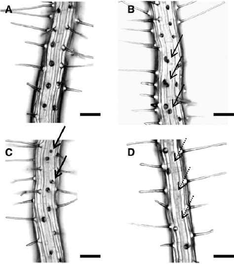Root Hair Phenotypes In The Wild Type And Mutants A Wildtype Root B Download Scientific