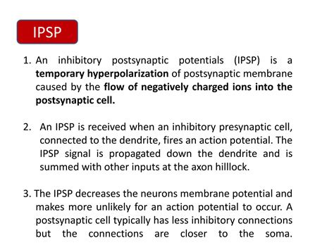 Neuronal Communication Epsp And Ipsp Ppt