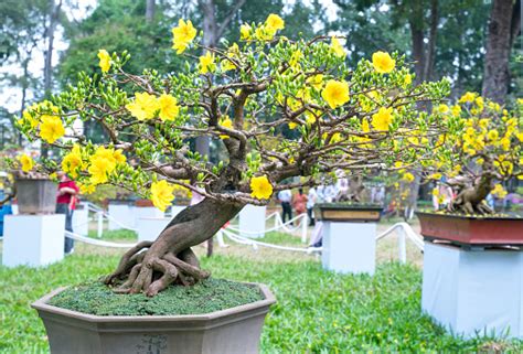 살구 나무와 노란 꽃 분재 커브 피 봄 꽃 축제를 즐길 수 많은 관광객의 독특한 아름다움을 만드는 공예에 대한 스톡 사진 및