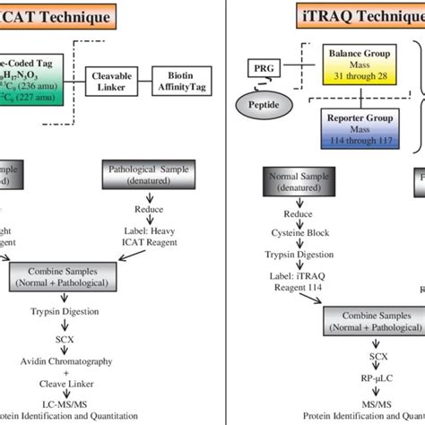 Schematic Representation Of Subcellular Fractionation Technique