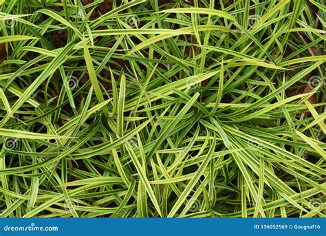 Top View Of Long Grass Blades Stock Image Image Of Color Blade