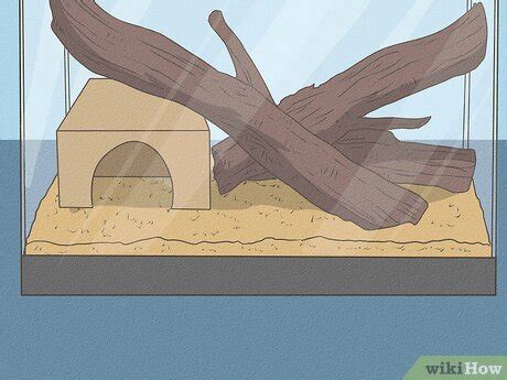 How To Catch A Common House Lizard And Keep It As A Pet 14 Steps