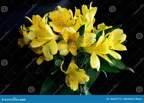 Peruvian Lily Alstroemeria Variety Malaga Yellow Flowers Bouquet