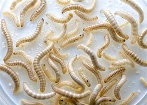 Microscopic Intestinal Parasites In Stool Sample Identifying And