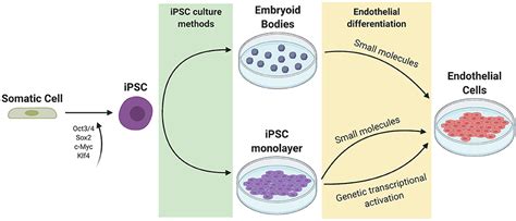 Frontiers Development And Application Of Endothelial Cells Derived