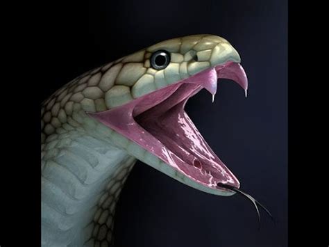 Classic Cobra Hissing Youtube