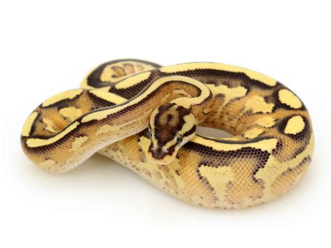 Orange Dream Super Stripe Markus Jayne Ball Pythons