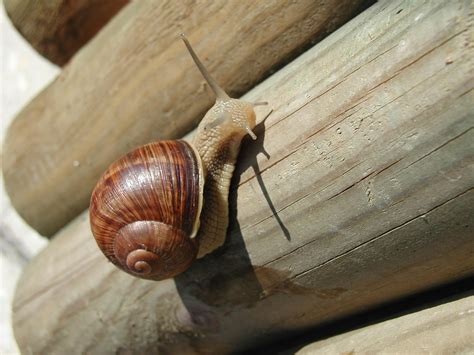 Caracol Concha Naturaleza Foto Gratis En Pixabay Pixabay