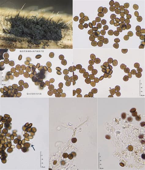 Apiospora Sacchari Speg Pintos And P Alvarado • Cemas